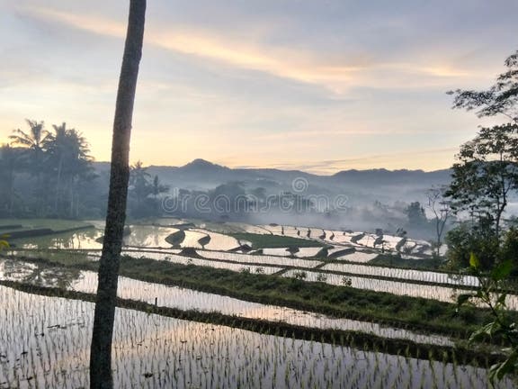 The Beauty of the Morning Rice Fields in the Mountains Stock Photo ...