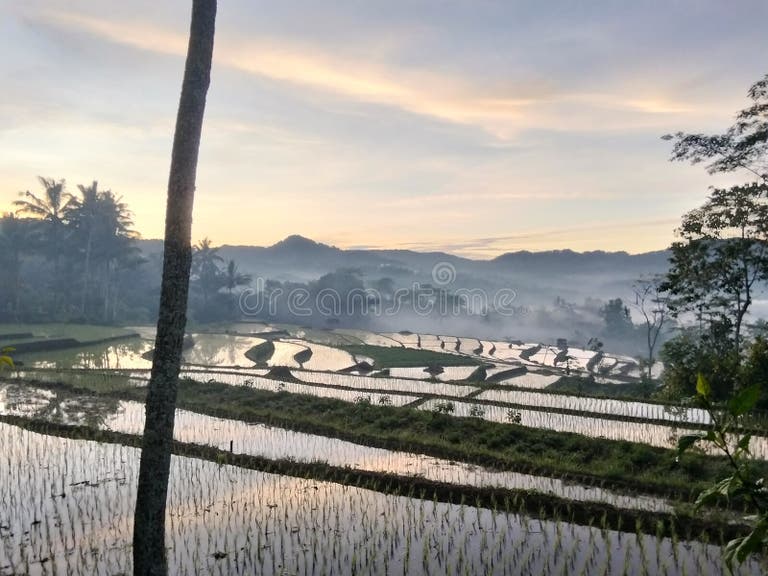 The Beauty of the Morning Rice Fields in the Mountains Stock Photo ...