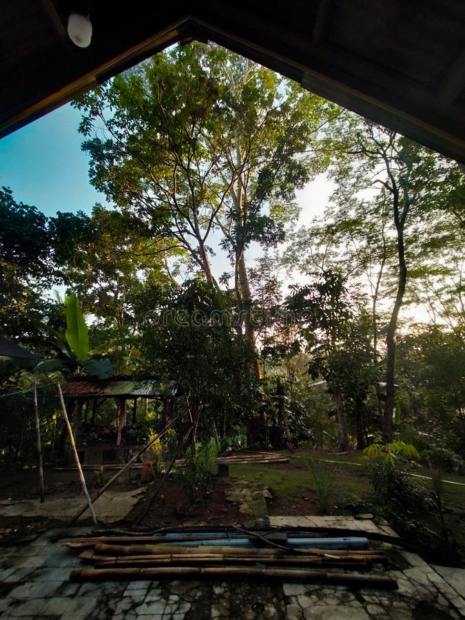 The Beauty of the Morning Environment Stock Image - Image of leaf ...