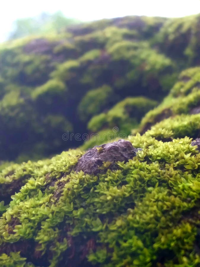 The Beauty of the Moss that Grows on the Rock Stock Photo - Image of ...