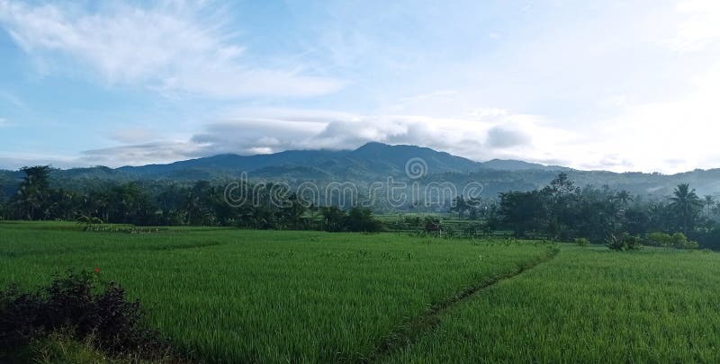 The Beauty of Mountains and Green Rice Fields Stock Image - Image of ...