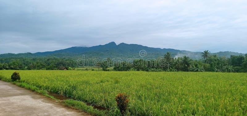 The Beauty of Mountains and Green Rice Fields Stock Photo - Image of ...
