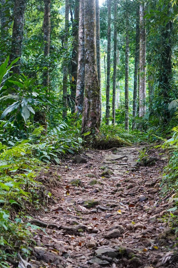 The Beauty of Muntu Waterfall in Banyumas Regency Stock Photo - Image ...