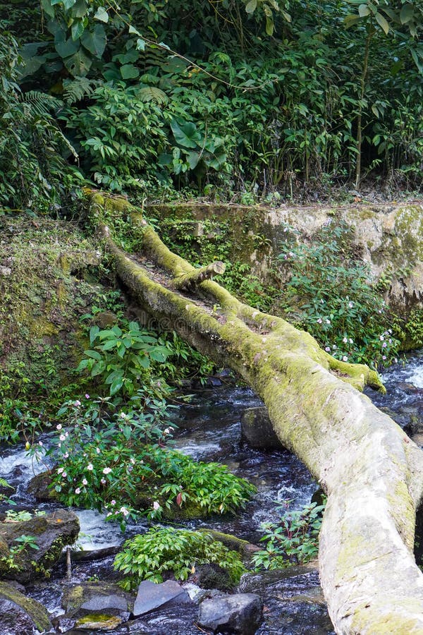 The Beauty of Muntu Waterfall in Banyumas Regency Stock Photo - Image ...