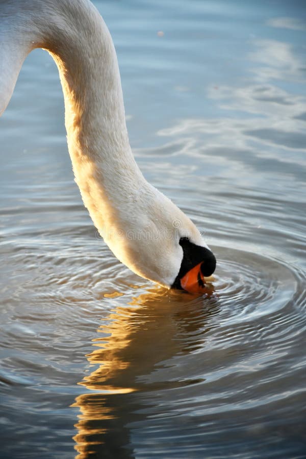 Beauty in nater stock image. Image of wildlife, nater - 241224491
