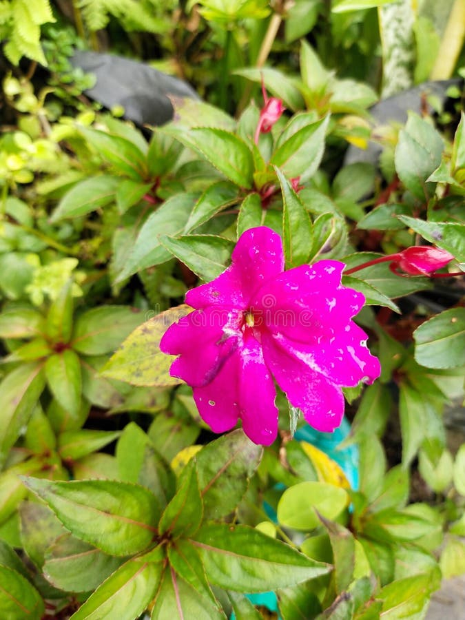 The Beauty of Natural Wild Flowers in the Environment Stock Photo ...