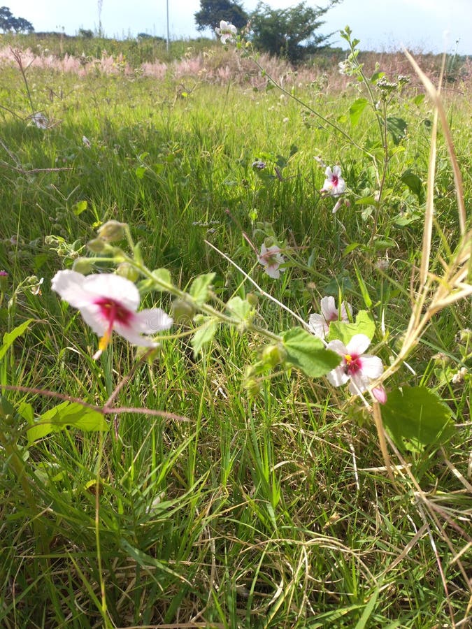 Beauty of Nature (Bahir Dar Ethiopia) Stock Image - Image of produce ...