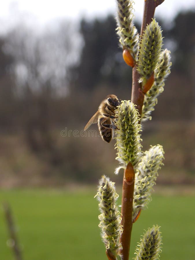 The beauty of nature stock photo. Image of nature, zoom - 53698792