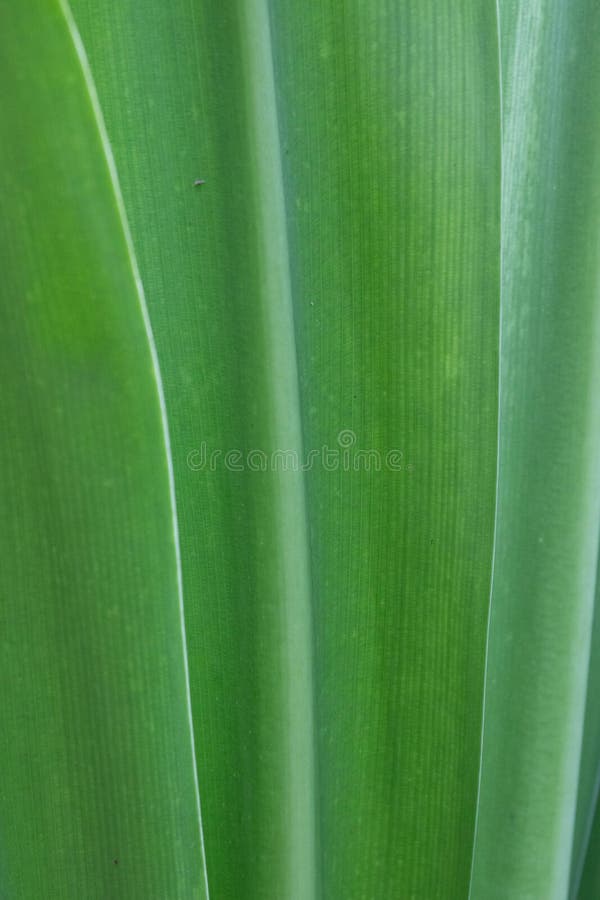 Beauty of Nature, Curve of Fresh Green Leaf Stock Photo - Image of ...