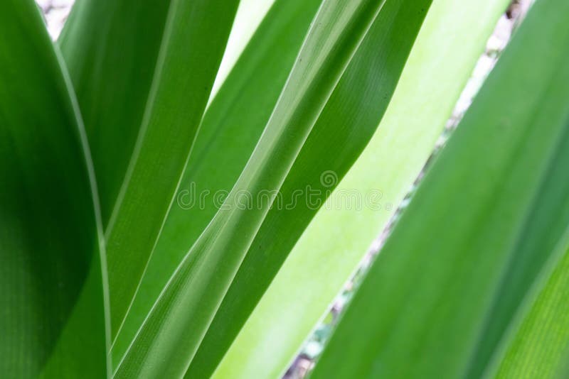 Beauty of Nature, Curve of Fresh Green Leaf Stock Image - Image of ...