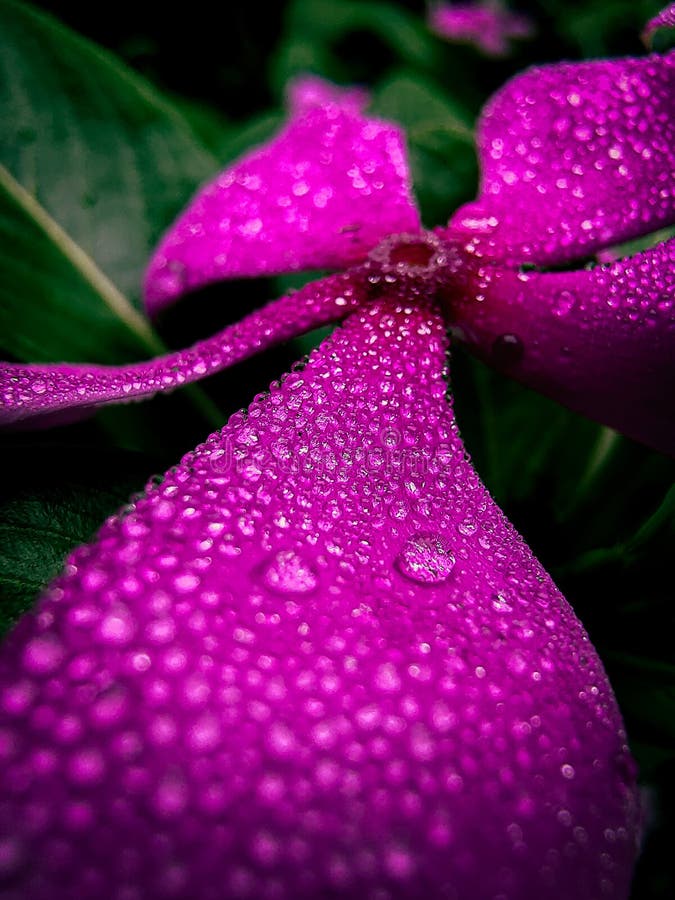 Beauty of Nature with Cute Little Water Drops Stock Image - Image of ...