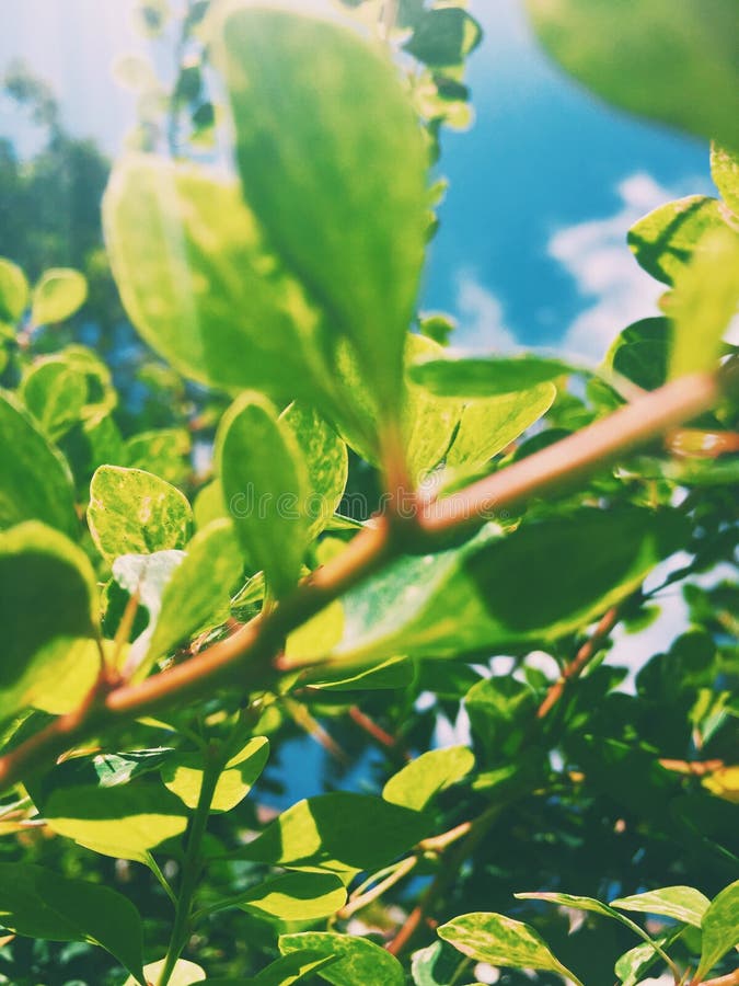 Beauty of Nature - Environment, Ecology, Plants and Gardening Concept ...