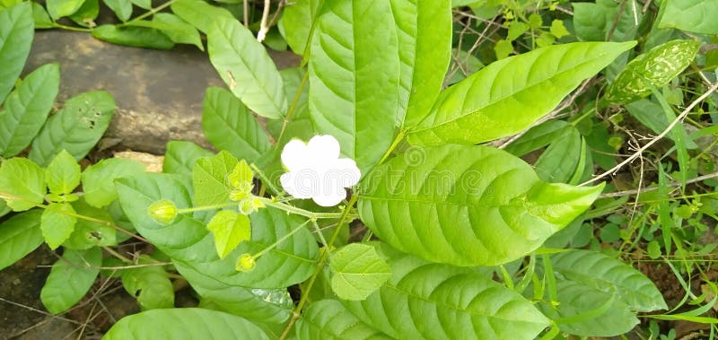 Beauty of Nature and Environment!!! Save Water Stock Image - Image of ...