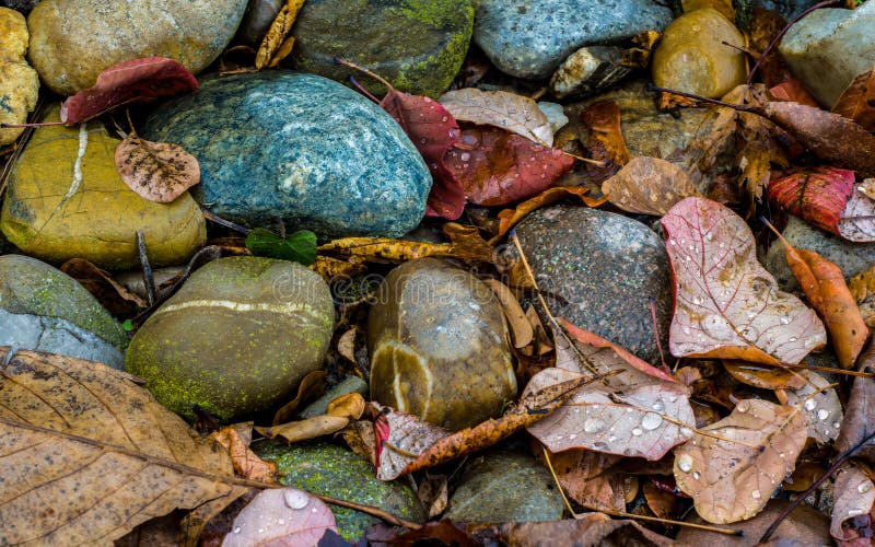 Fall Pattern from Fallen Leaves and Pebbles with Rain Drops Stock Photo ...