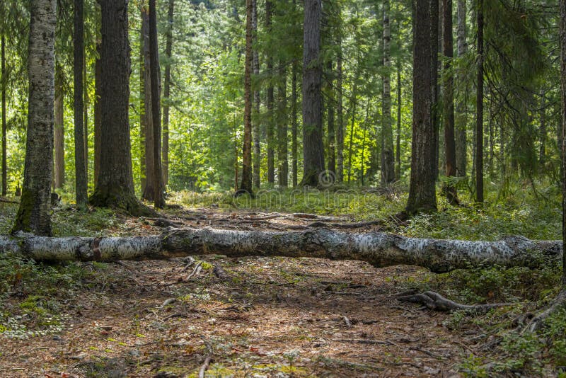 Beauty in Nature. Fallen Tree on a Forest Path. Stock Photo - Image of ...
