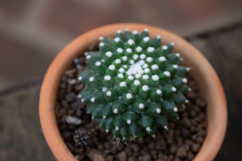 Close Green Cactus in the Garden Stock Image - Image of fruit, texture ...
