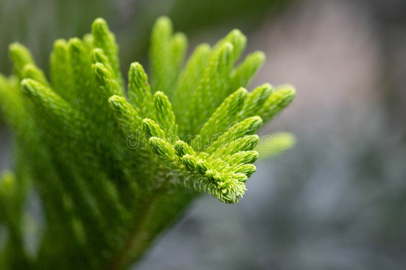 Beauty of Nature from Fresh Pine Leaves for Background Stock Image ...