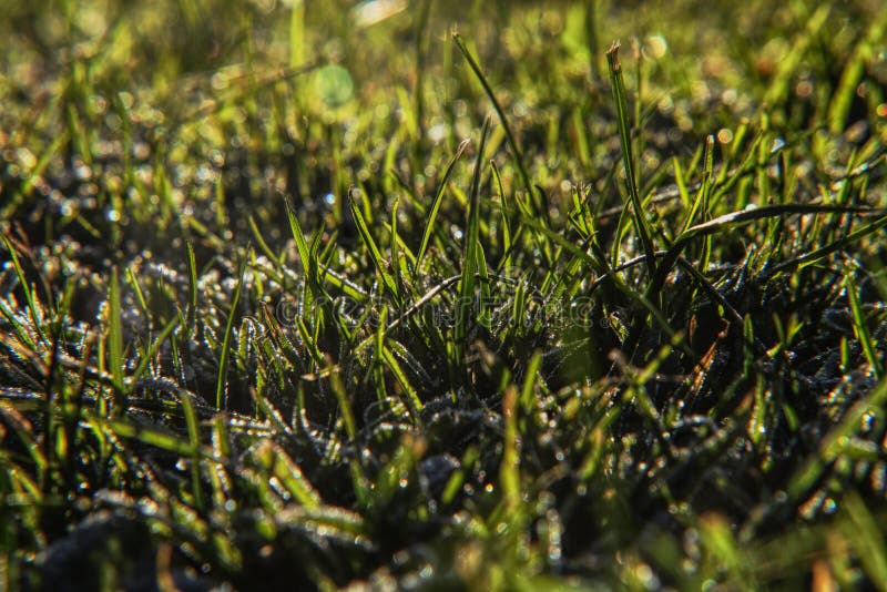 A Beauty of Nature on the Garden. a Straight Sunrays Falling into Grass ...