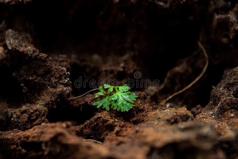 Beauty of Nature that is Hidden Stock Photo - Image of beauty, nature ...