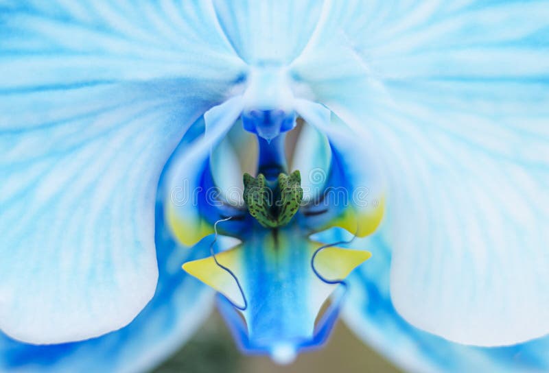 Beauty of nature! stock photo. Image of beautiful, macro - 57758840