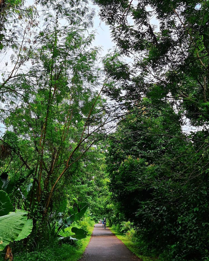 The Beauty of Nature in the Old Train Track Stock Image - Image of ...