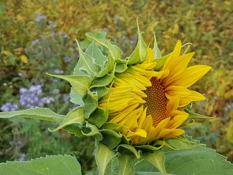 Opening sunflower stock photo. Image of inflorescence - 125695986