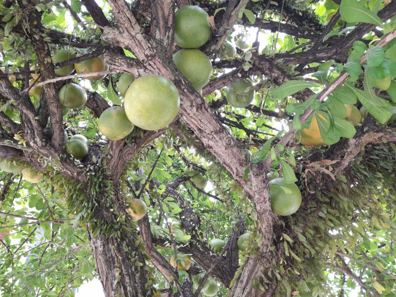 Pamelo Grapefruit Tree Produces a Lot of Fruit Stock Image - Image of ...