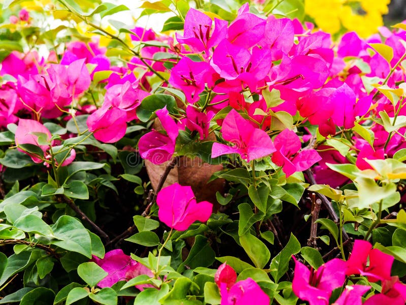 The Beauty of Nature, Pink Flowers that are Falling Stock Image - Image ...