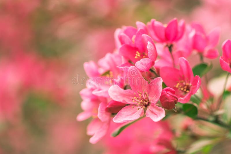 Pink spring blossom stock photo. Image of flowers, nature - 28441792