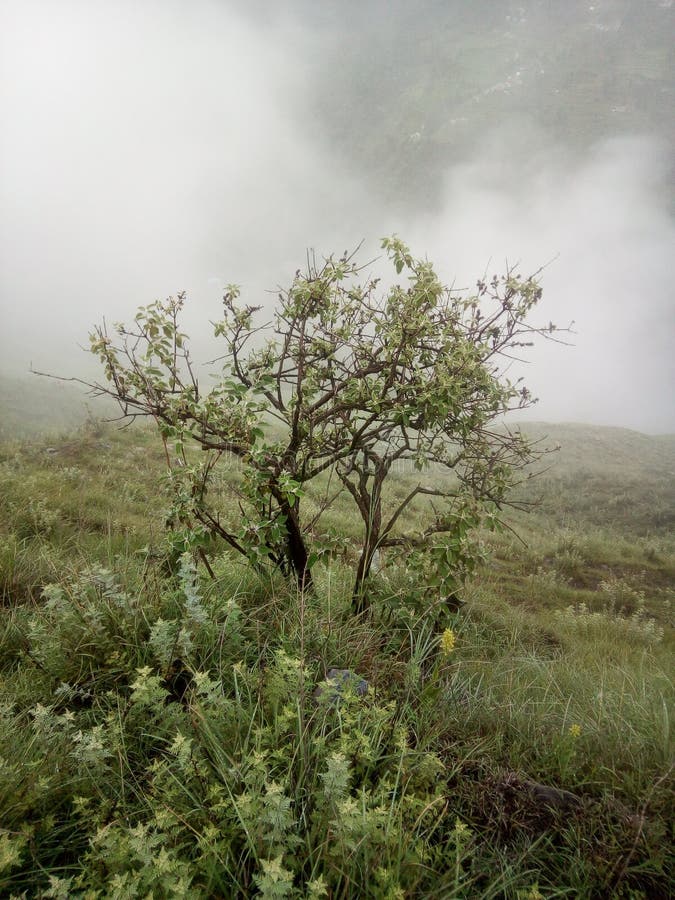 Beauty of nature stock image. Image of beauty, precious - 155567239