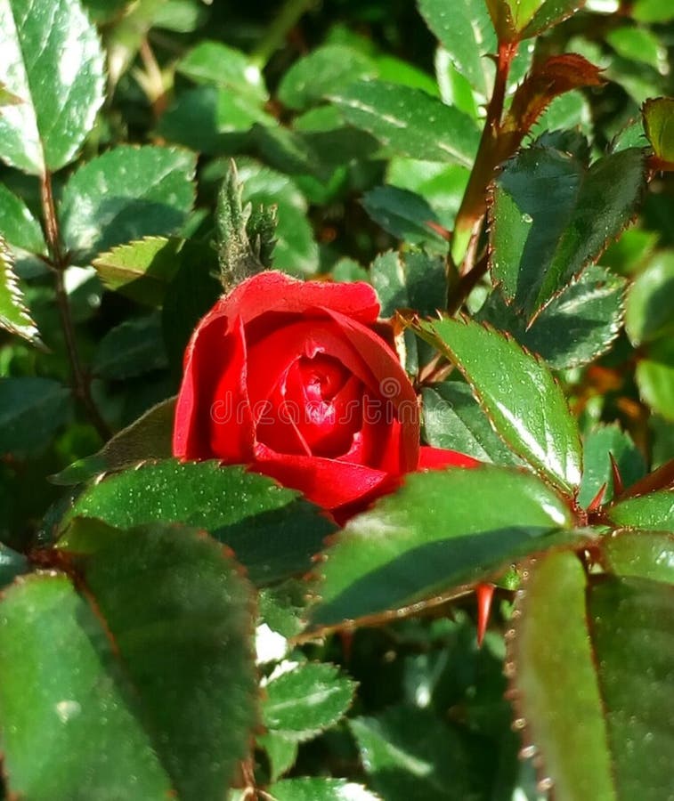 184 Garden Jerusalem Rose Stock Photos - Free & Royalty-Free Stock ...