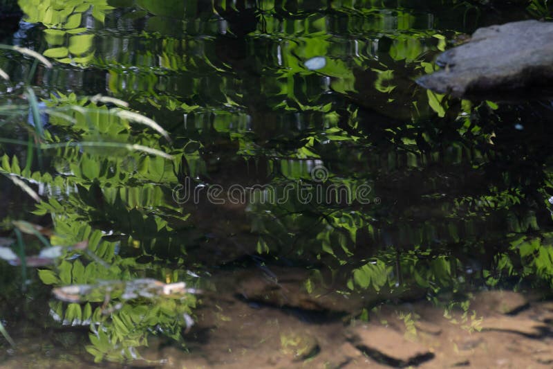 Beauty of Nature , the Reflection of Green Leaves on the Water Stock ...