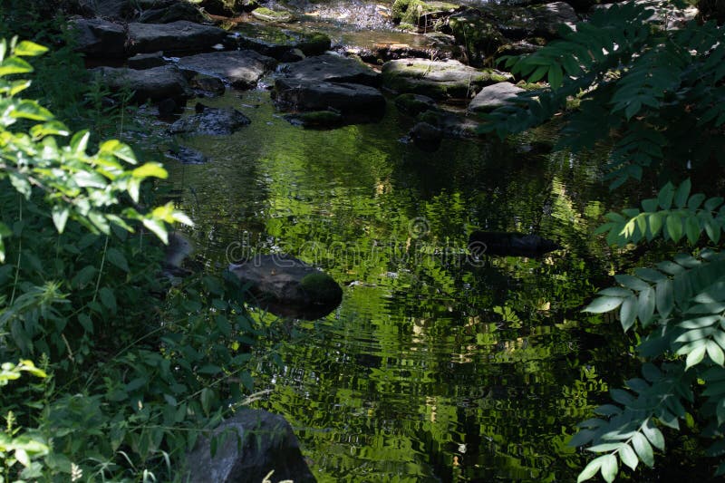 Beauty of Nature , the Reflection of Green Leaves on the Water Stock ...