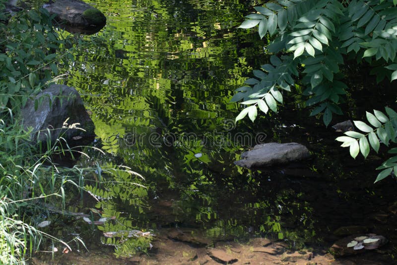 Beauty of Nature , the Reflection of Green Leaves on the Water Stock ...