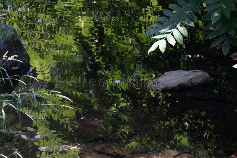 Beauty of Nature , the Reflection of Green Leaves on the Water Stock ...