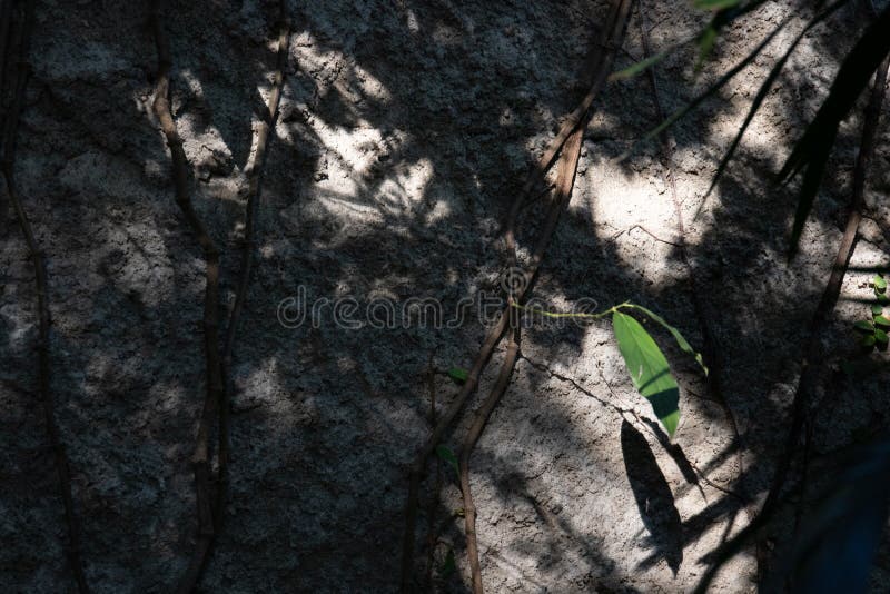Abstract Background Concept, Shadow of the Trees on the Rough Wall ...