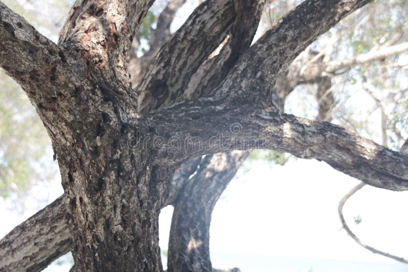 Close up tree branches stock image. Image of design - 145518531