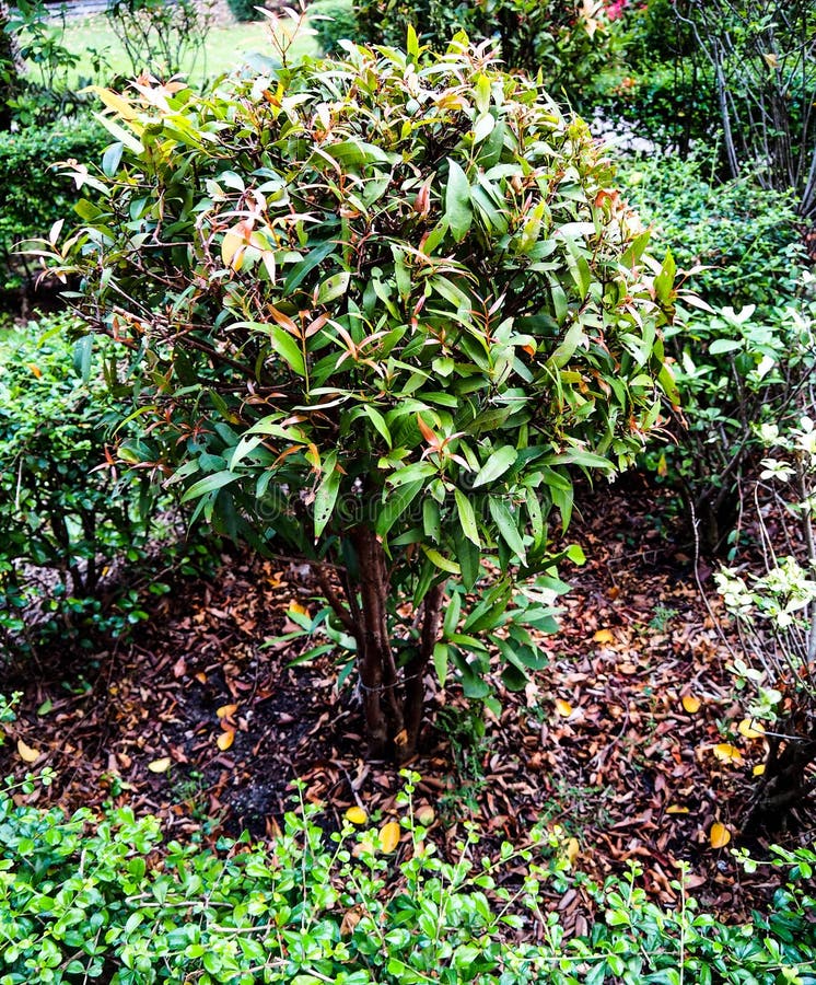 The Beauty of Nature. a Small Tree in the Park Stock Photo - Image of ...