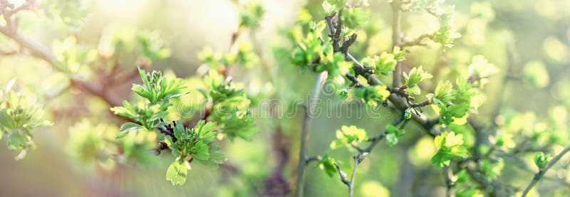 Beauty in Nature, Spring Leaves, Nature is Awake Spring Has Arrived ... Beauty in Nature, Spring Leaves, Nature is Awake Spring Has Arrived ...