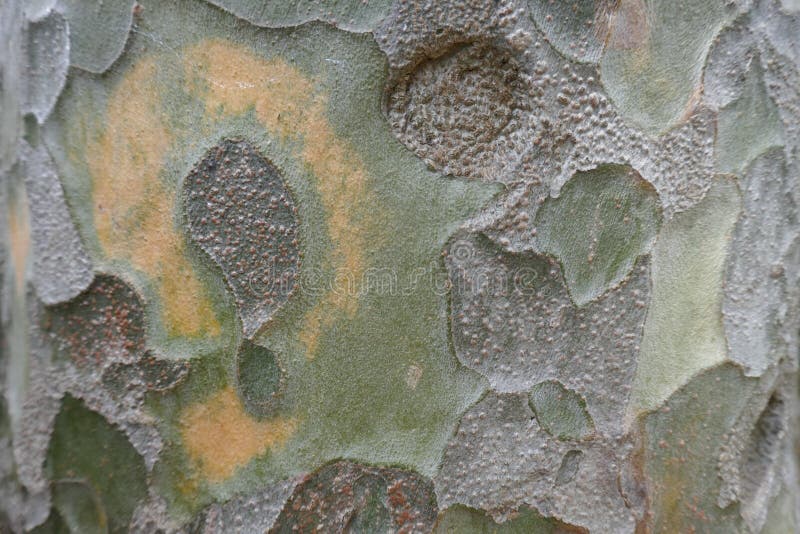 Camouflage Colours on Tree Bark Stock Image - Image of subtle ...