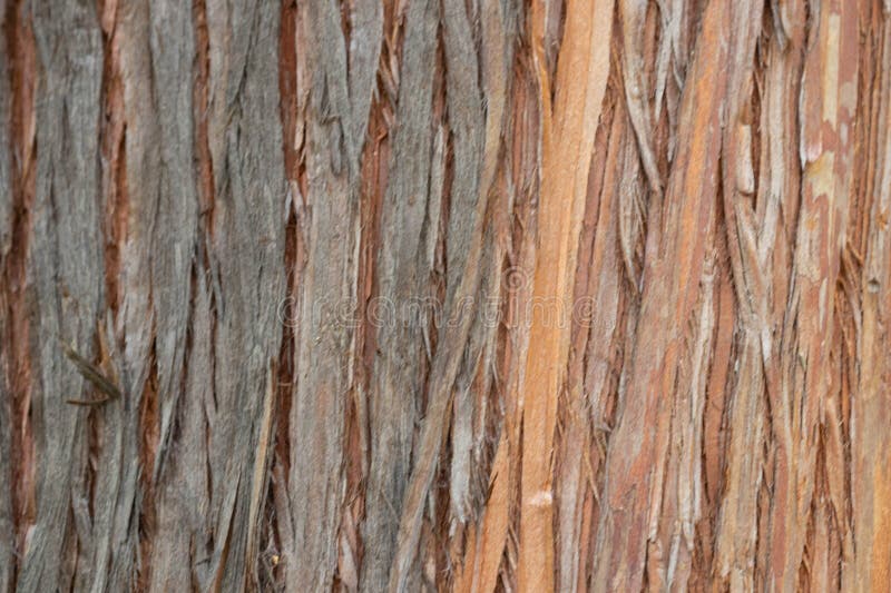 Close Up Texture of Tree S Bark Stock Illustration - Illustration of ...