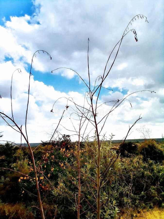 Tree Branches, Beautiful Shrubs and Clouds on the Background, August ...