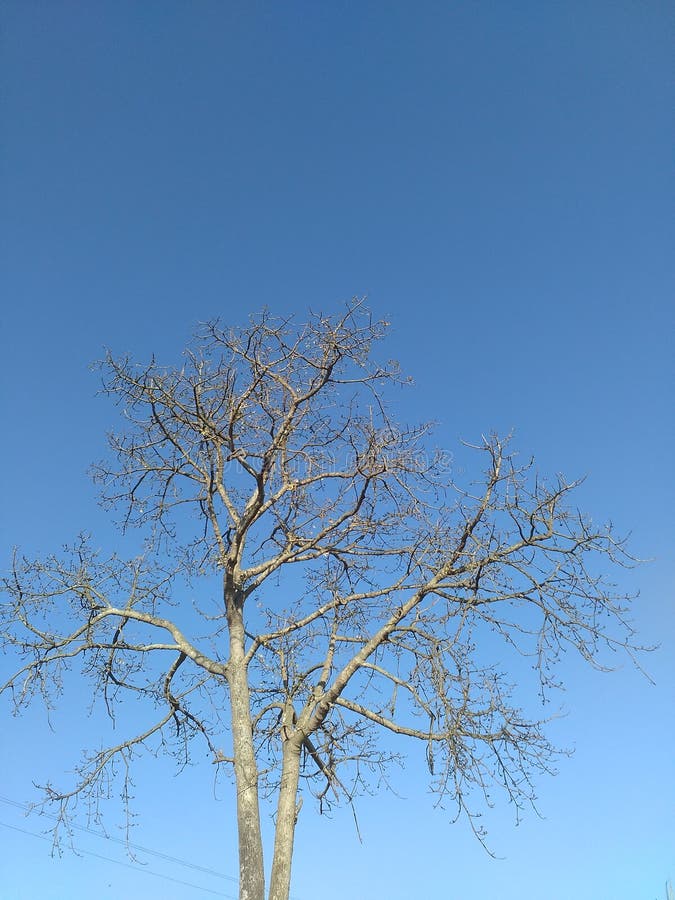 Sawar Stock Photos - Free & Royalty-Free Stock Photos from Dreamstime