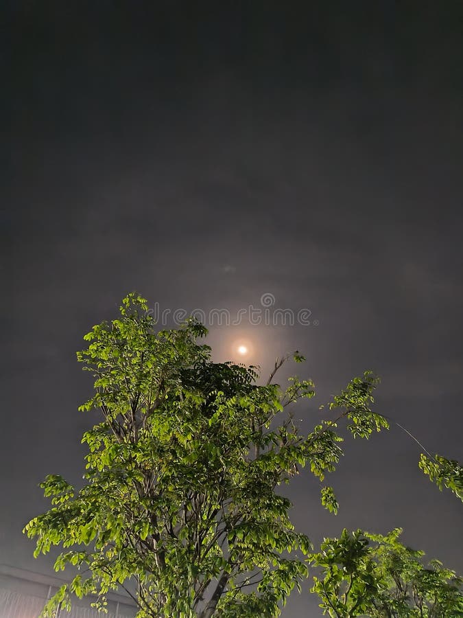 The Beauty of the Night Moon among the Shady Trees Stock Photo - Image ...