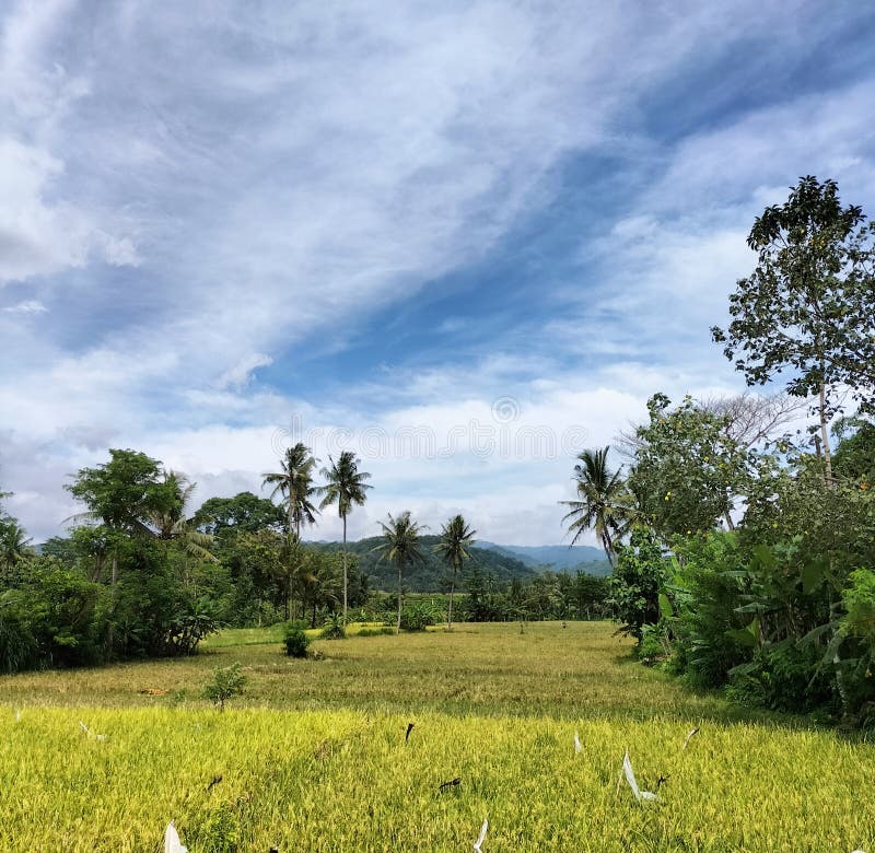 The Beauty of Padi Rice Scenery Stock Photo - Image of scenery, padi ...