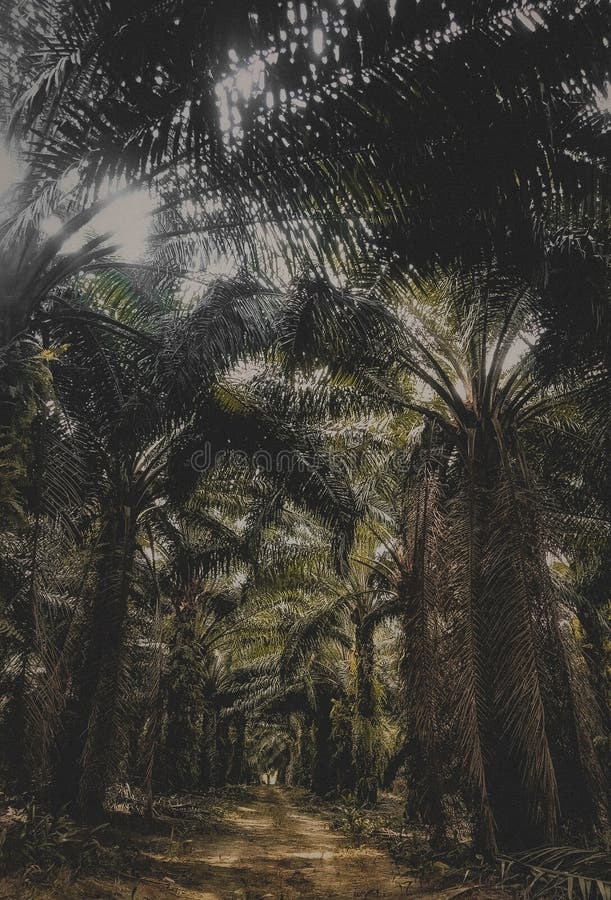 The Beauty of Palm and Tea Fields when Cared for Will Grow Well Stock ...