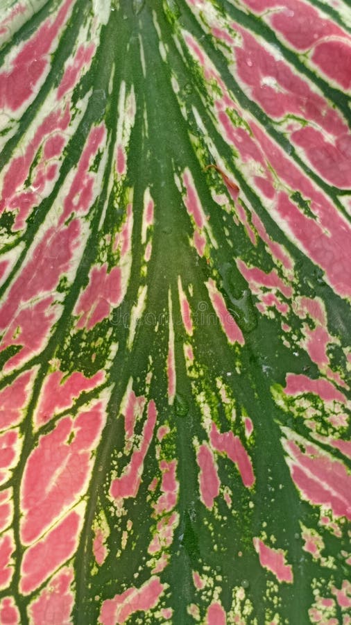 The Beauty of Leaf Patterns Stock Image - Image of plant, shrub: 278941617