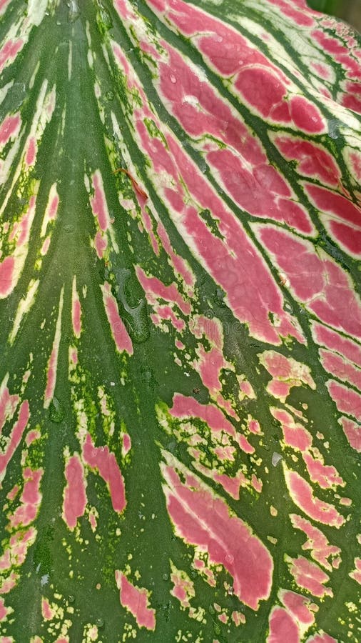 The Beauty of Leaf Patterns Stock Photo - Image of leaf, pink: 278941618