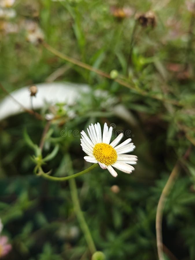 The Beauty of Pikok Flowers Stock Image - Image of petal, yellow: 335394427