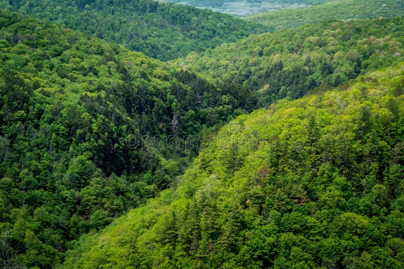 Pine Creek Gorge Greenery stock photo. Image of trees - 221329838